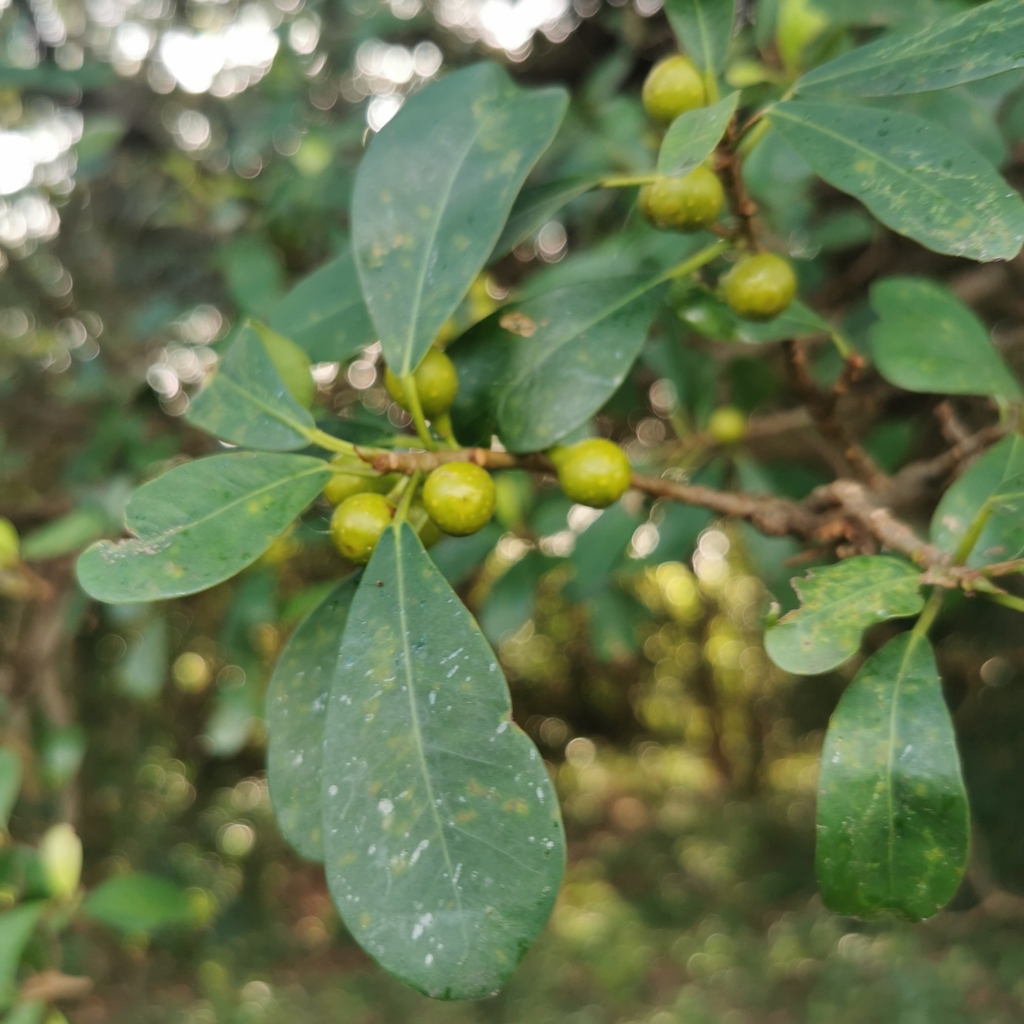 Natal fig (Ficus natalensis) - Botanical Realm