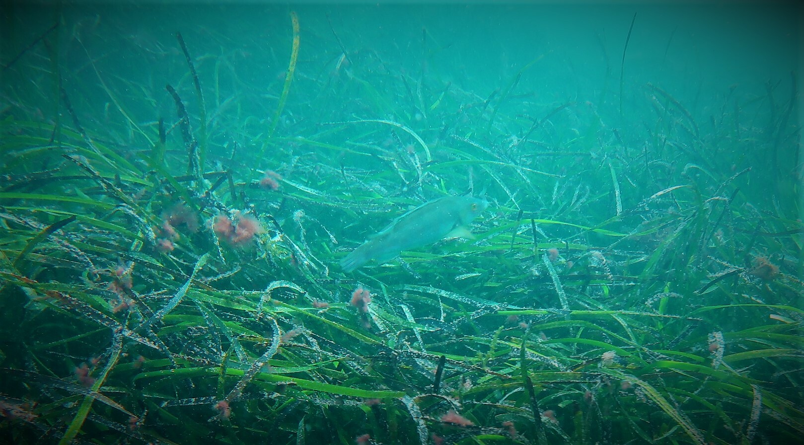 Haletta semifasciata (Valenciennes, 1840)