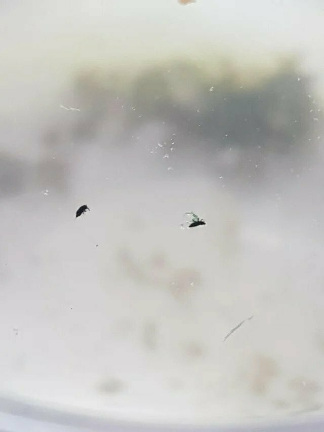 Seashore Springtail from Manama, Bahrain on June 18, 2022 at 12:43 PM ...