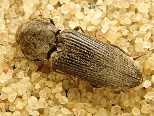 Dicronychus equisetioides · iNaturalist United Kingdom