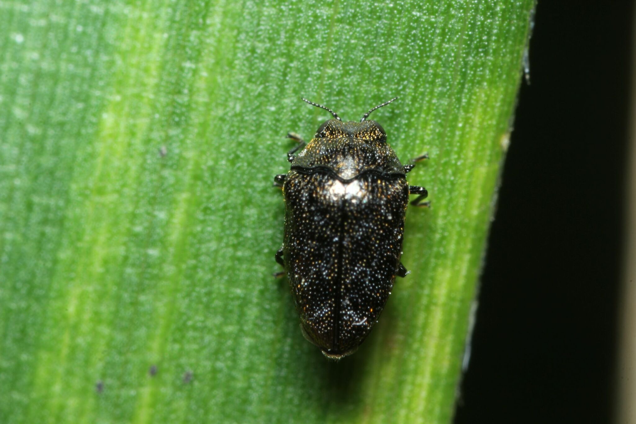 Trachys broussonetiae Kurosawa, 1985