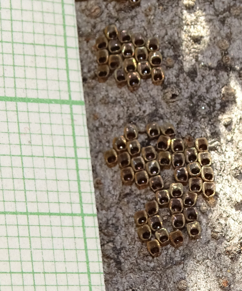 Leaf-footed Bugs and Allies from Klein Windhoek, Windhoek, Namibia on ...