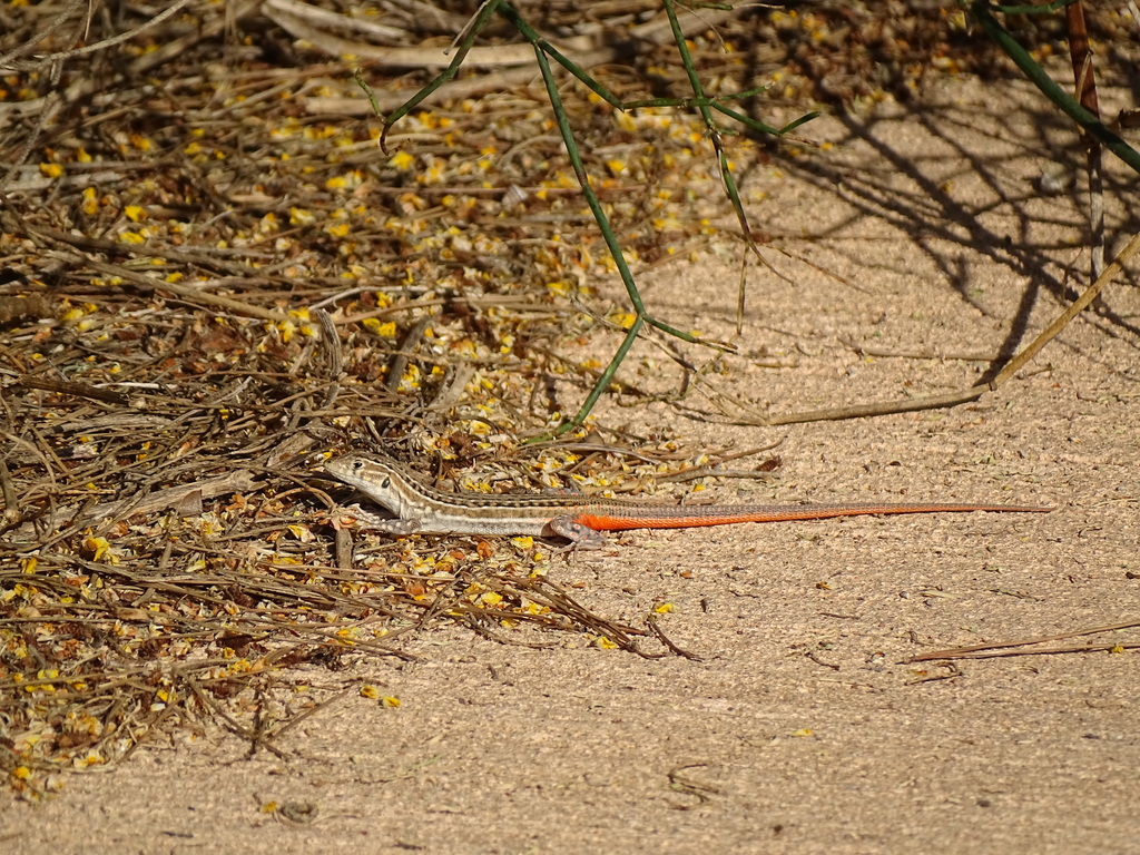 Spiny-footed Lizard from Valencia, Comunidad Valenciana, Spain on June ...