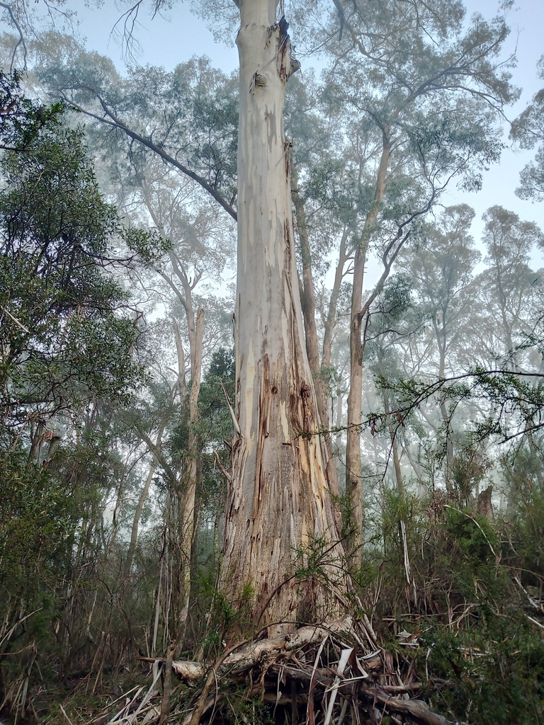 mountain grey gum from Taggerty VIC 3714, Australia on June 19, 2022 at ...