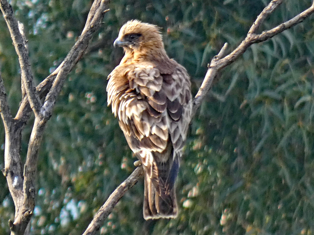 Little Eagle (Hieraaetus morphnoides) - Avian Discovery