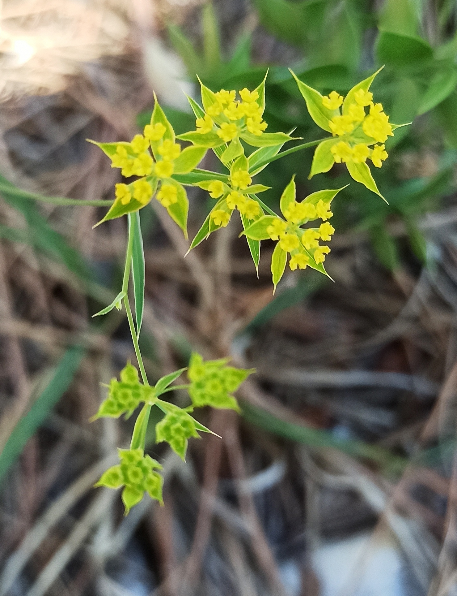 Bupleurum veronense Turra