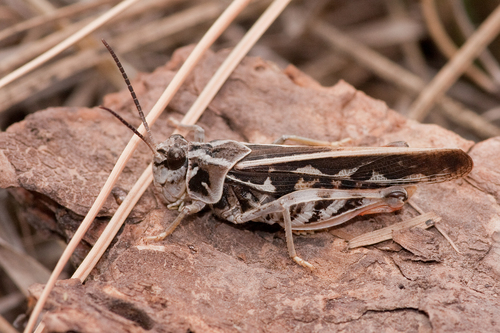 Subspecies Xanthippus corallipes altivolus · iNaturalist