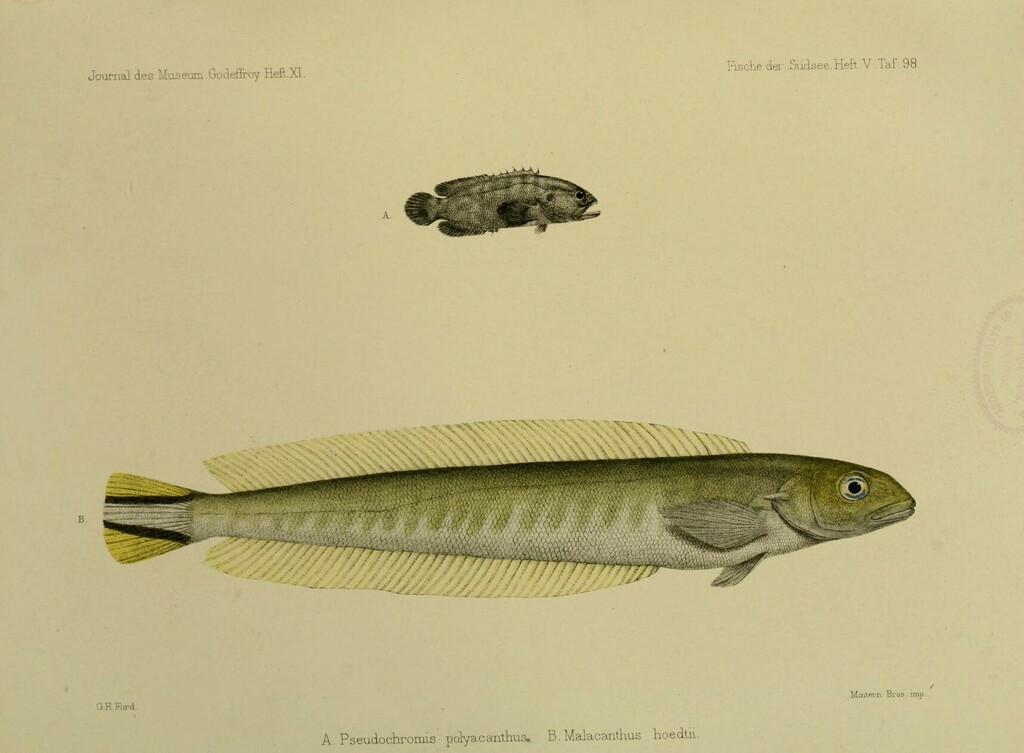 False Gramma (Pseudogramma polyacanthus) - Marine Life Identification