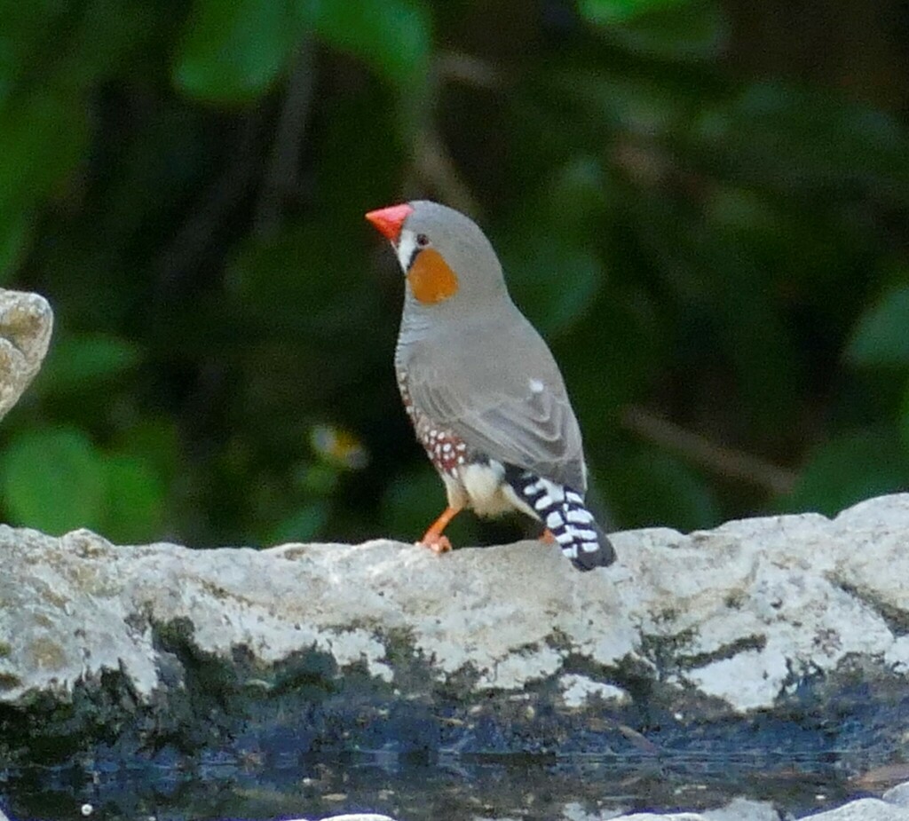 Zebra Finch from Pinellas County, FL (St. Petersburg) on February 28 ...