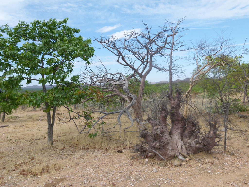 bottle tree from Otjitanda, Namibie on November 18, 2011 at 09:02 AM by ...
