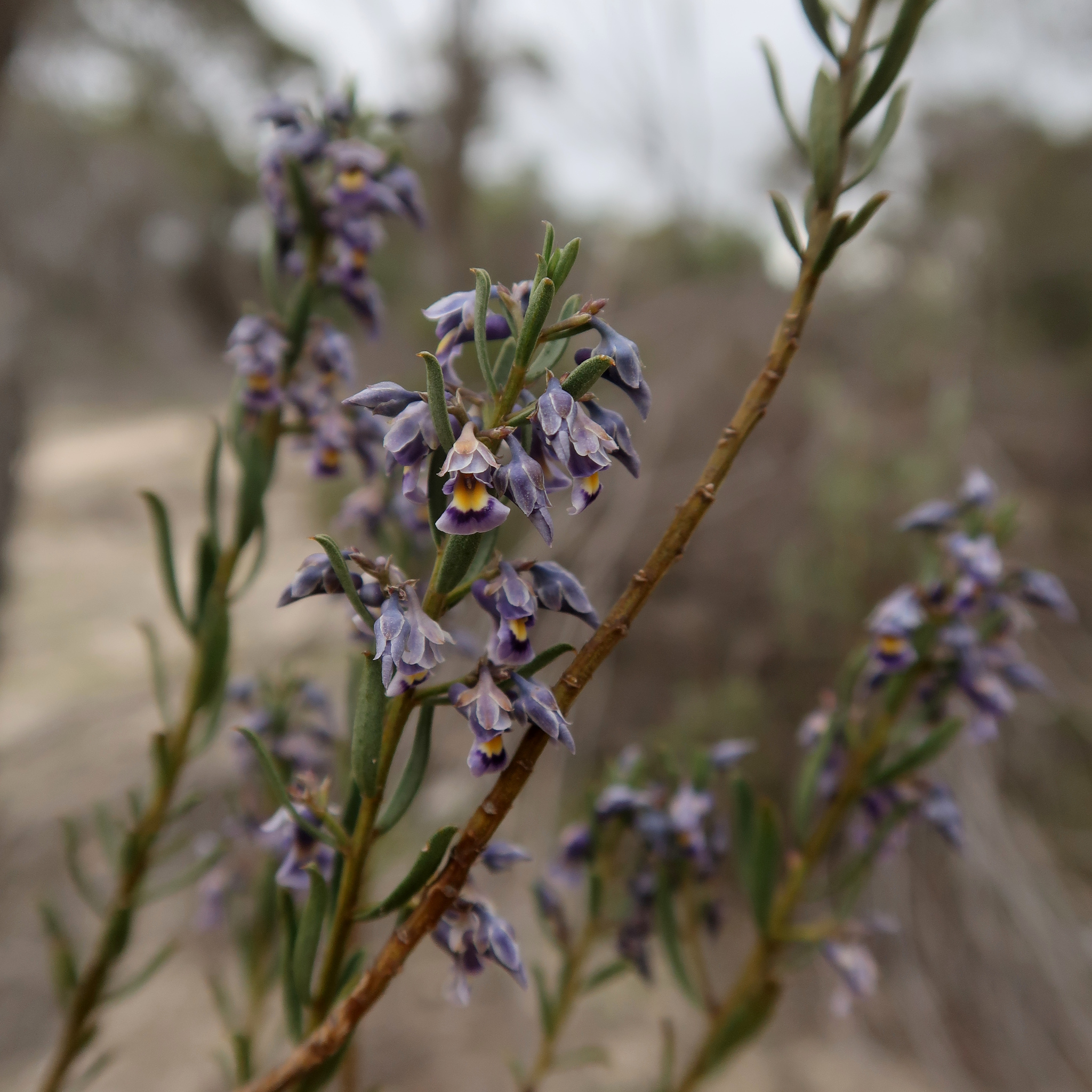 Pigea floribunda (Lindl.) Lindl.