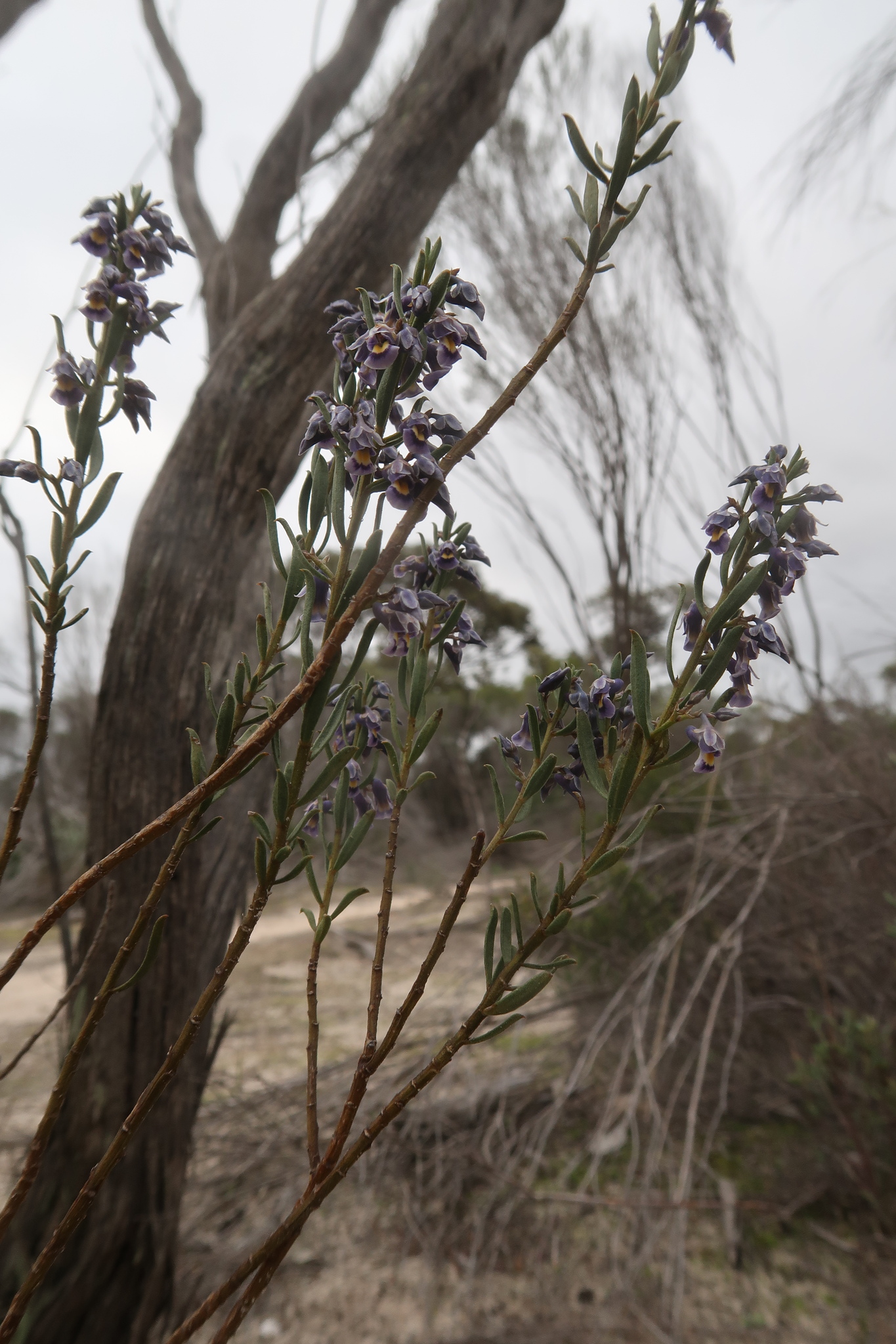Pigea floribunda (Lindl.) Lindl.