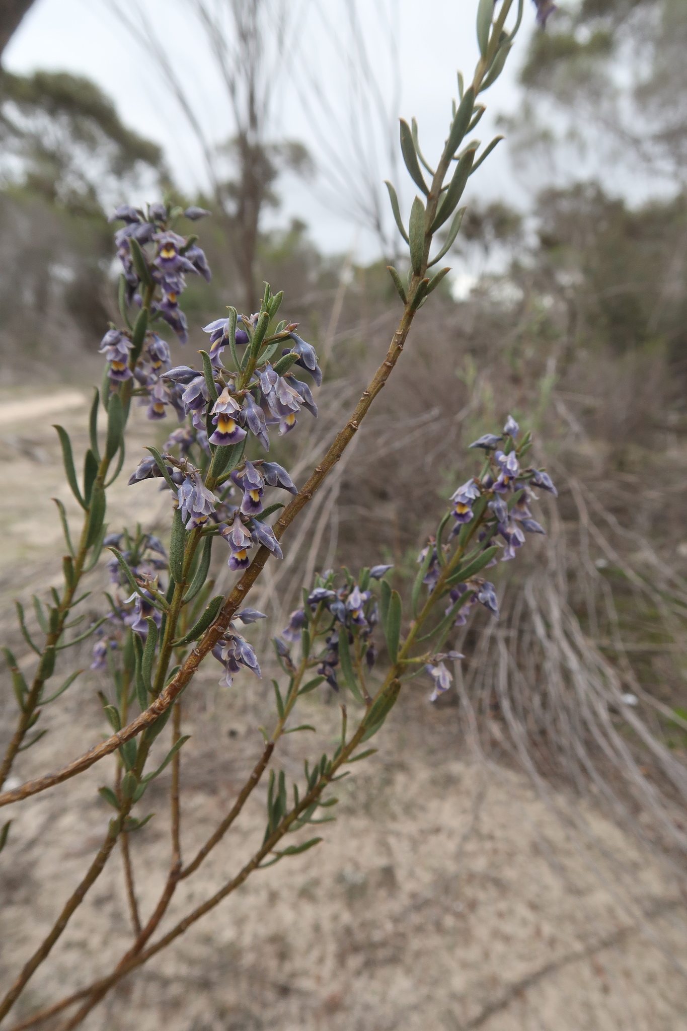 Pigea floribunda (Lindl.) Lindl.