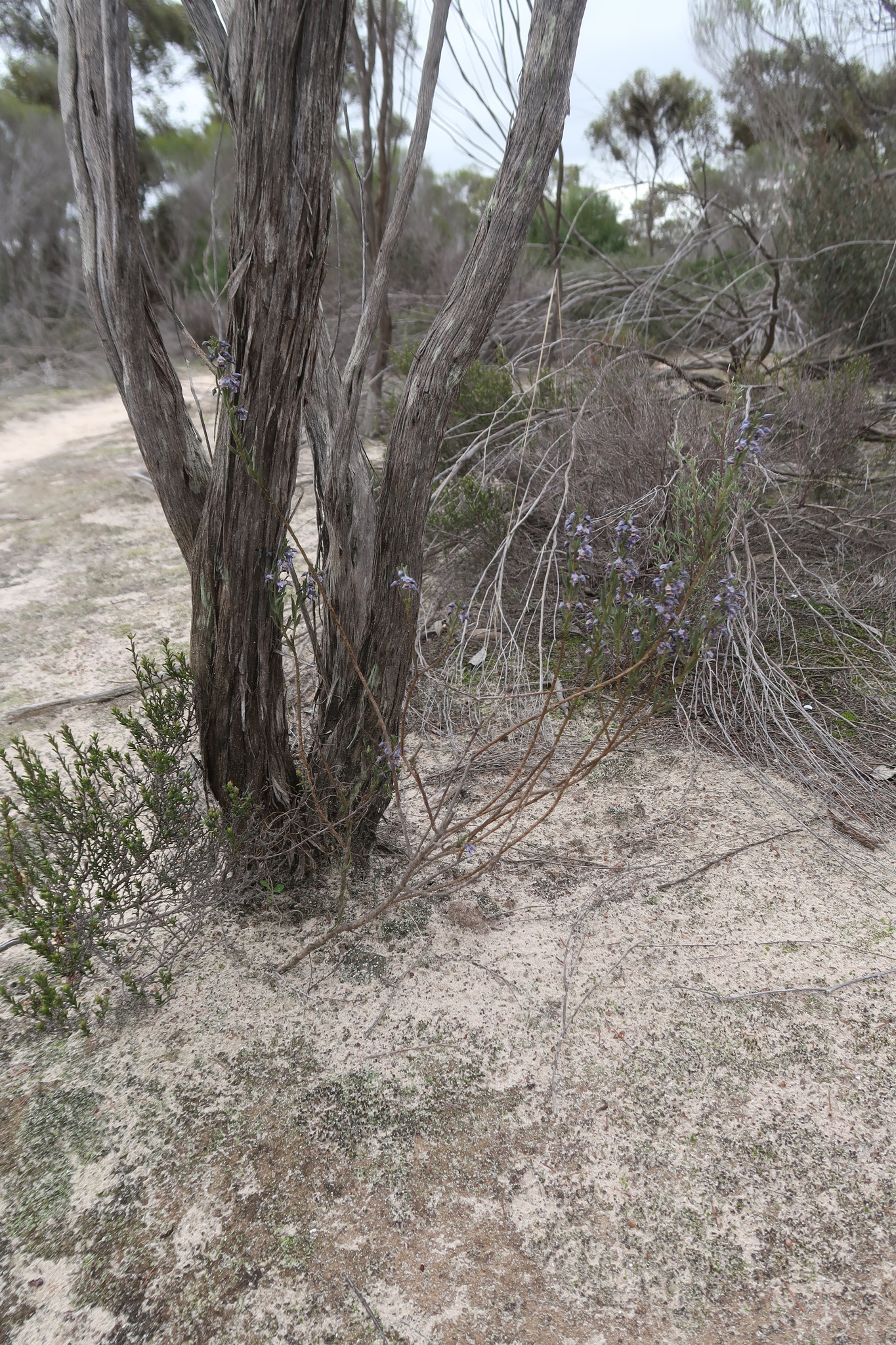 Pigea floribunda (Lindl.) Lindl.