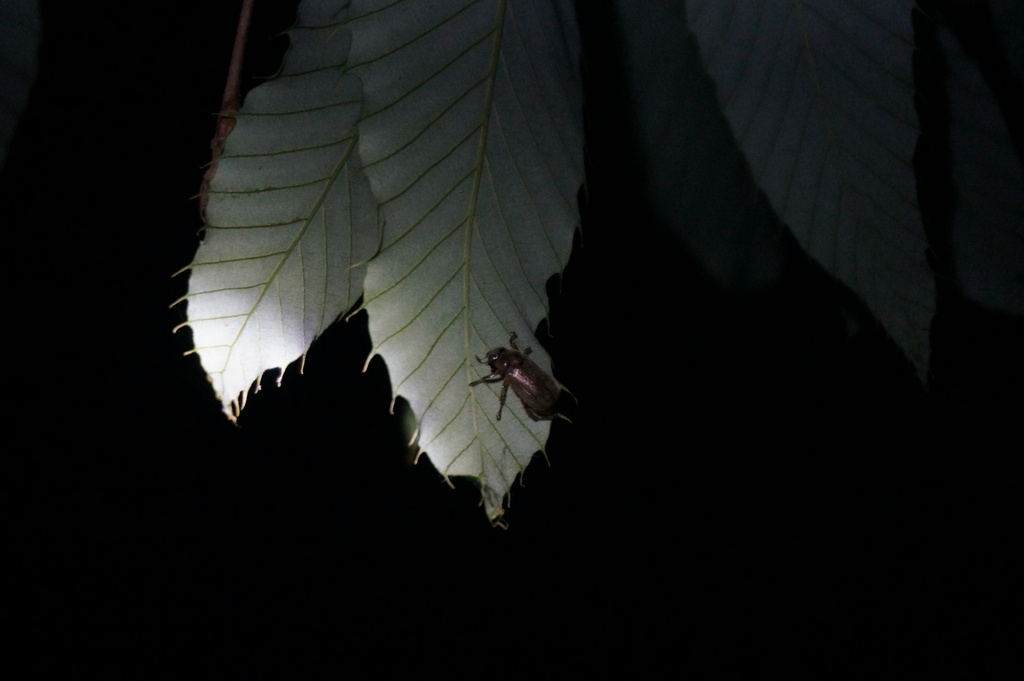 Adoretus from 中国北京市海淀区 on June 19, 2022 at 01:56 AM by 红梅 · iNaturalist