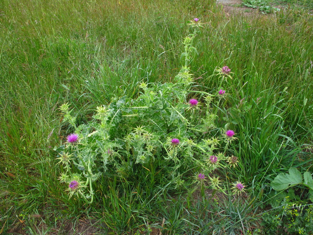 milk thistle (Guide to Cambria's Invasive Weeds) · iNaturalist