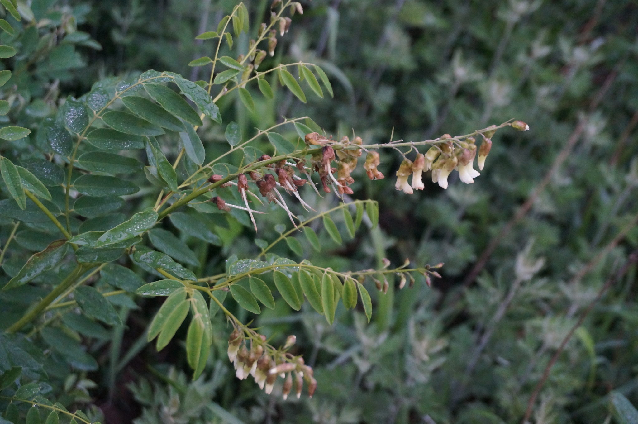 Sophora flavescens Aiton