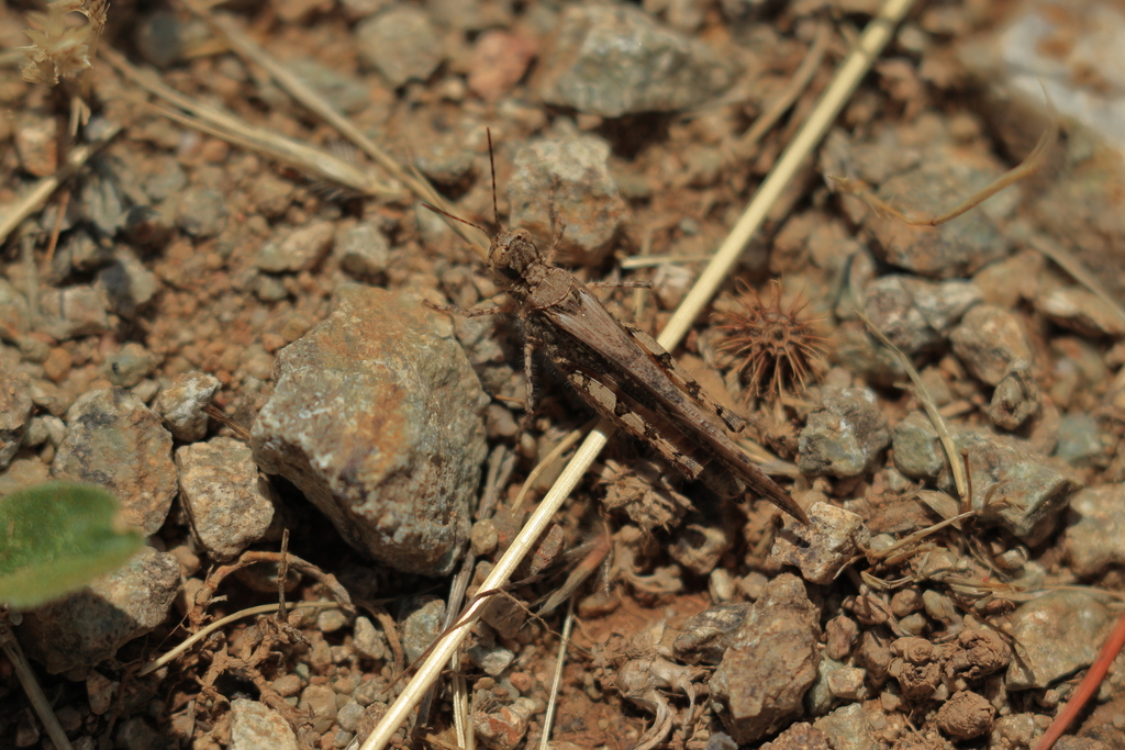 Acrotylus from Κεντρική Μακεδονία, Ελλάδα on June 19, 2022 at 01:17 PM ...