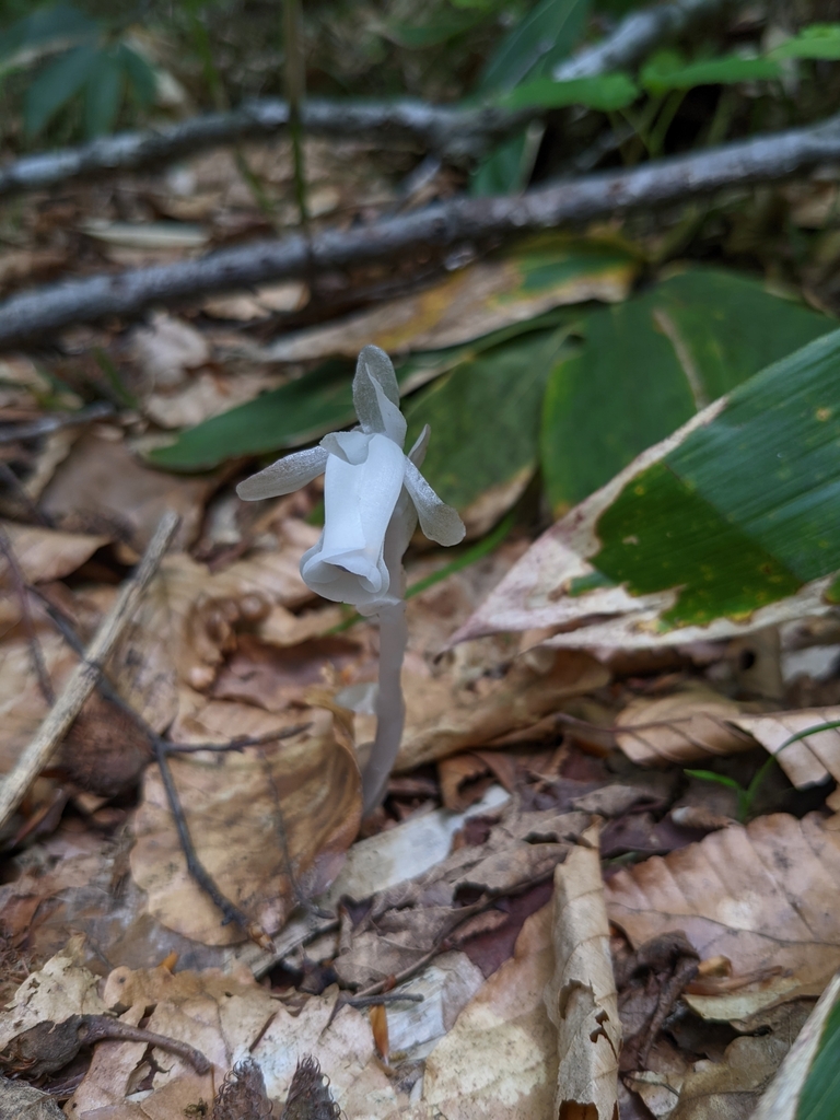 Monotropastrum humile from Kamihotchimachi, Numata, Gunma 378-0071 ...