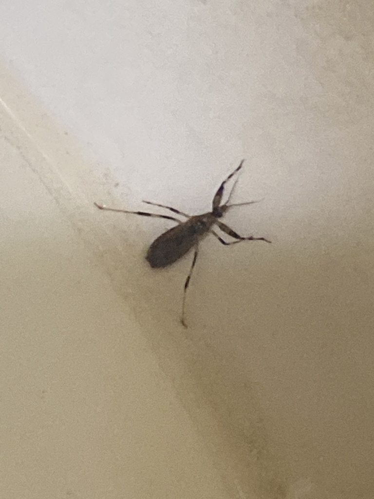 Oncocephalus geniculatus from Dinosaur Valley State Park, Glen Rose, TX ...