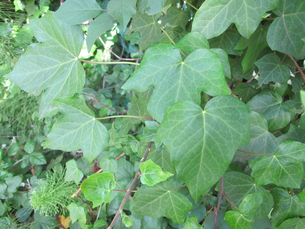 English Ivy (Guide to Cambria's Invasive Weeds) · iNaturalist