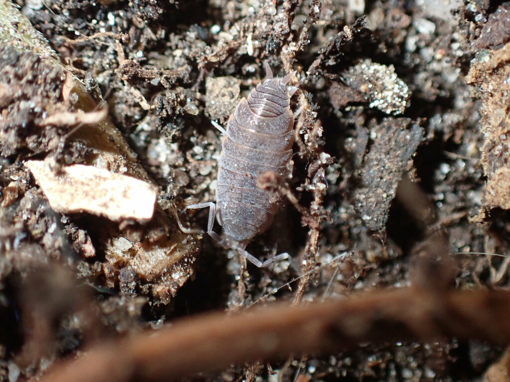 Porcellionides from Claremont, Cape Town, 7735, South Africa on June 18 ...