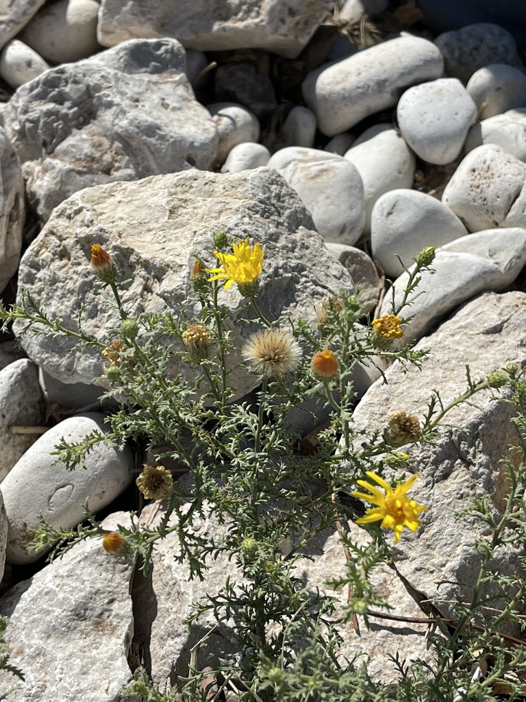 Spiny Goldenweed from S Dal Paso St, Hobbs, NM, US on June 11, 2022 at ...