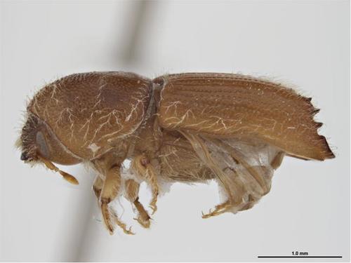 Ips plastographus · iNaturalist