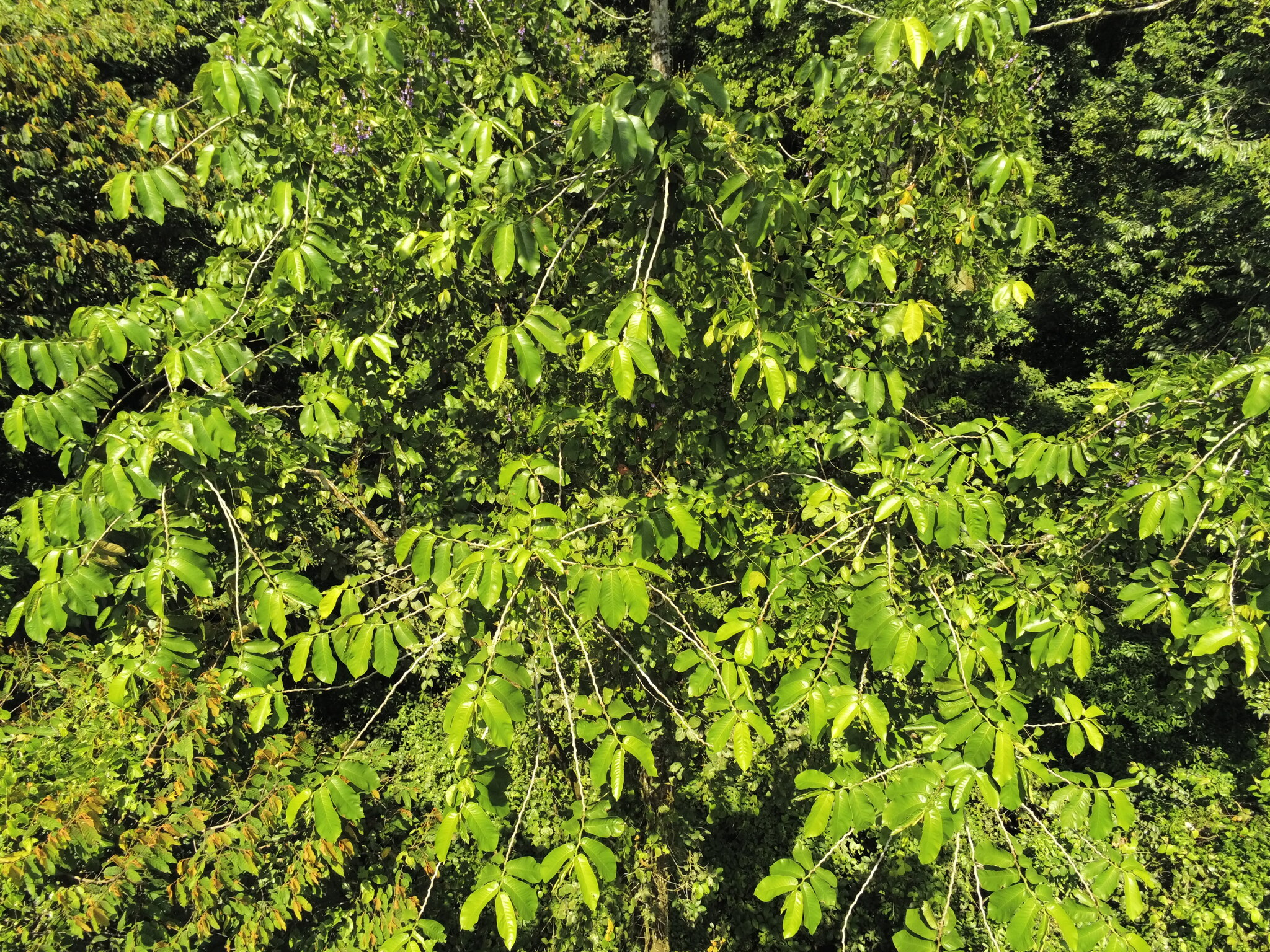 Castilla elastica Cerv.