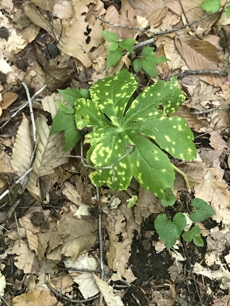 Mayapple Rust from Watkins Regional Park, Upper Marlboro, MD, US on ...