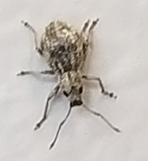 Calomycterus setarius Roelofs, 1873