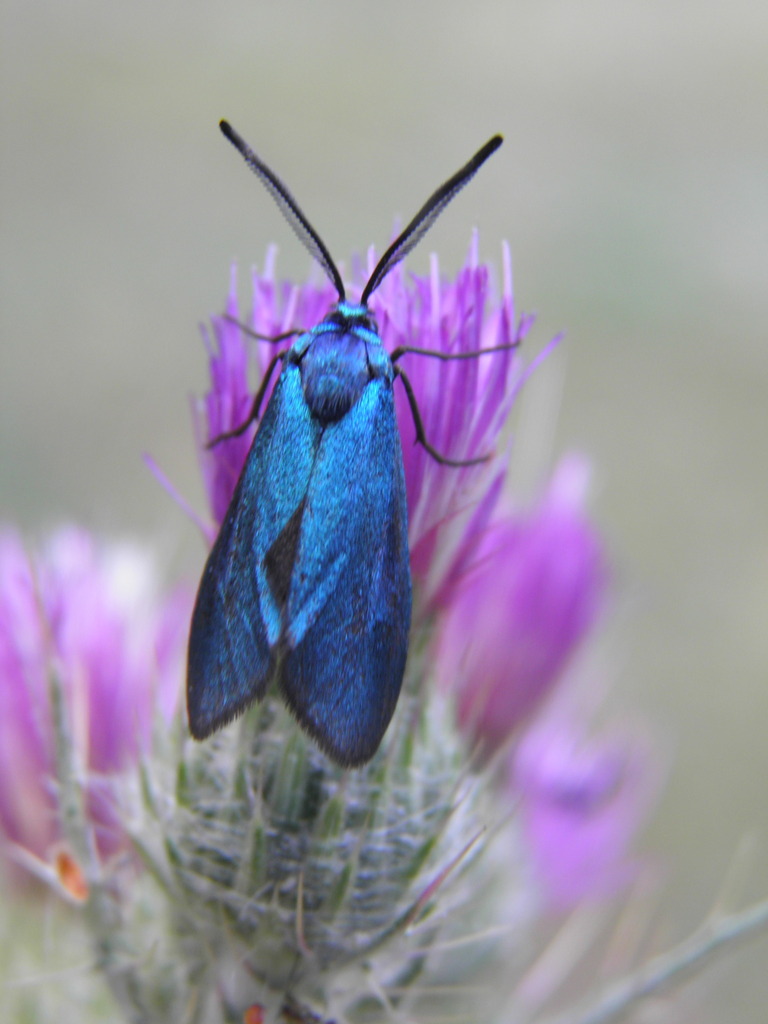 Green Forester Moth from Canencia, Madrid, España on June 19, 2022 at ...