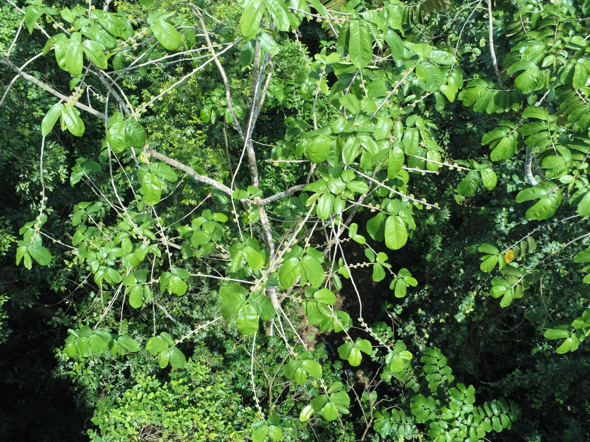 Castilla elastica Cerv.