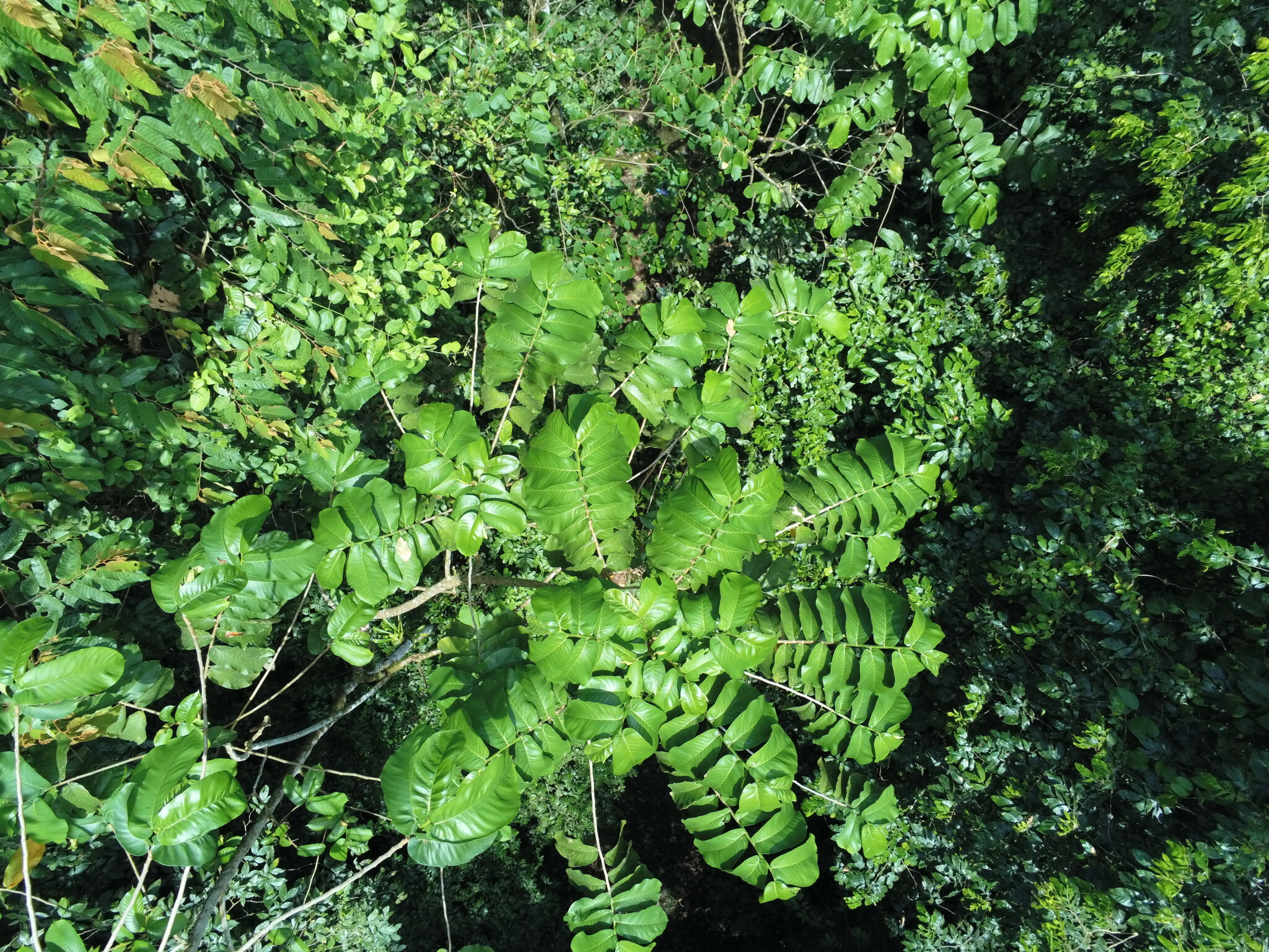 Castilla elastica Cerv.