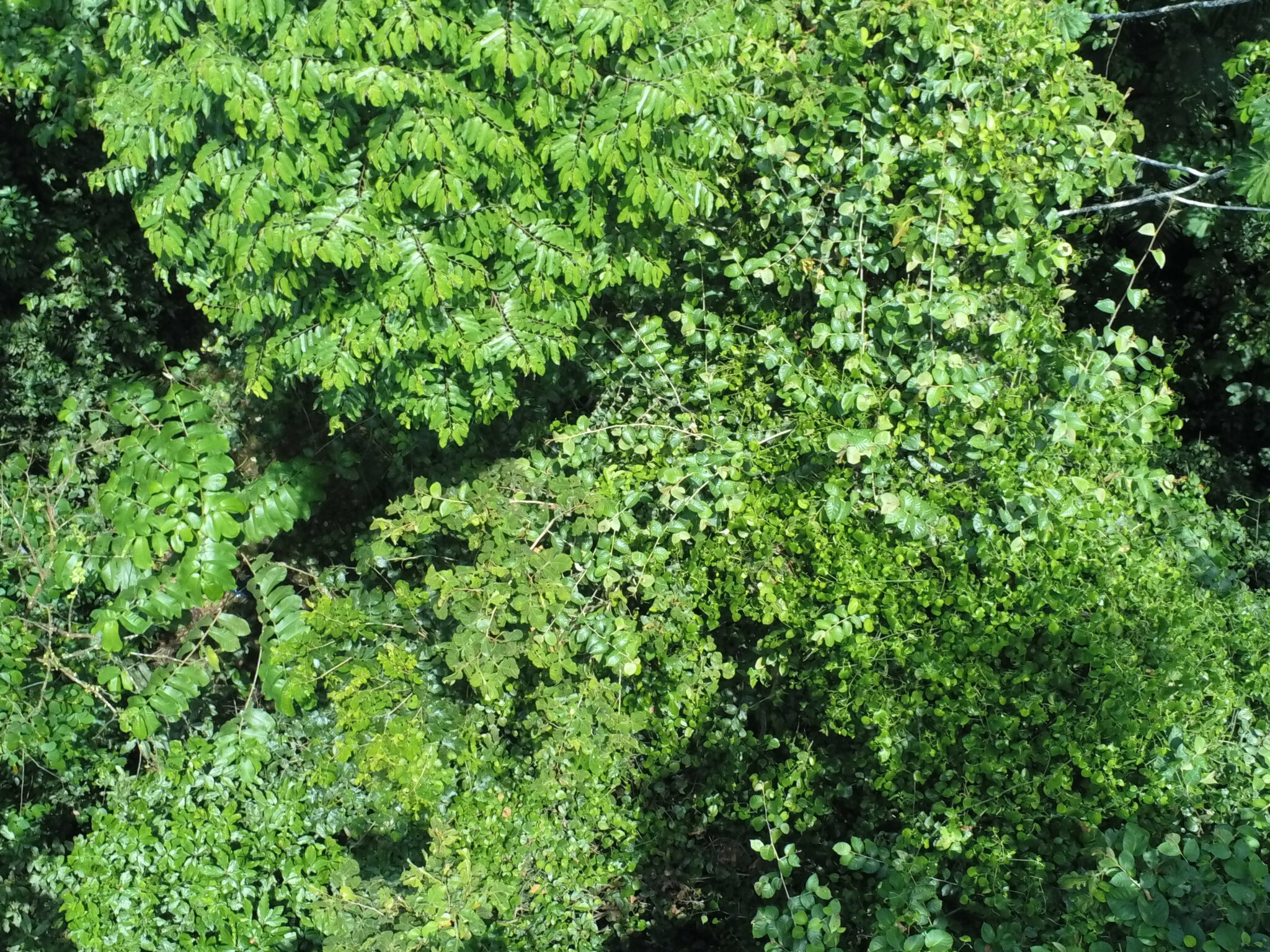Castilla elastica Cerv.