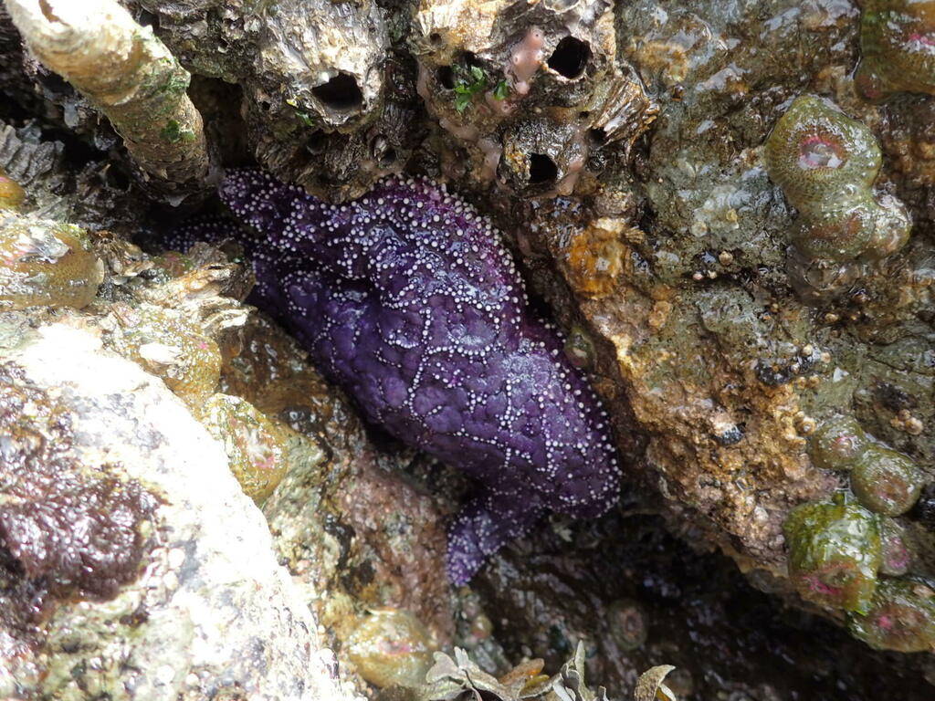 Ochre Sea Star from Capital, BC, Canada on June 19, 2022 at 04:41 PM by ...