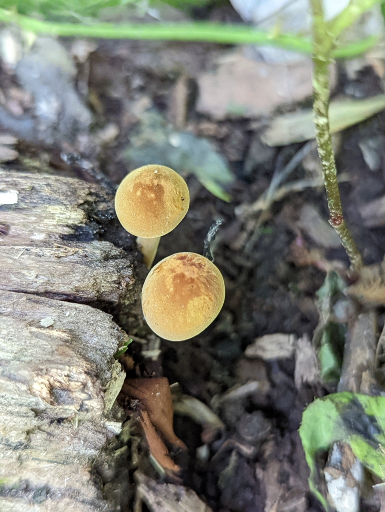Heimiomyces tenuipes from Batesville, IN 47006, USA on June 19, 2022 at ...