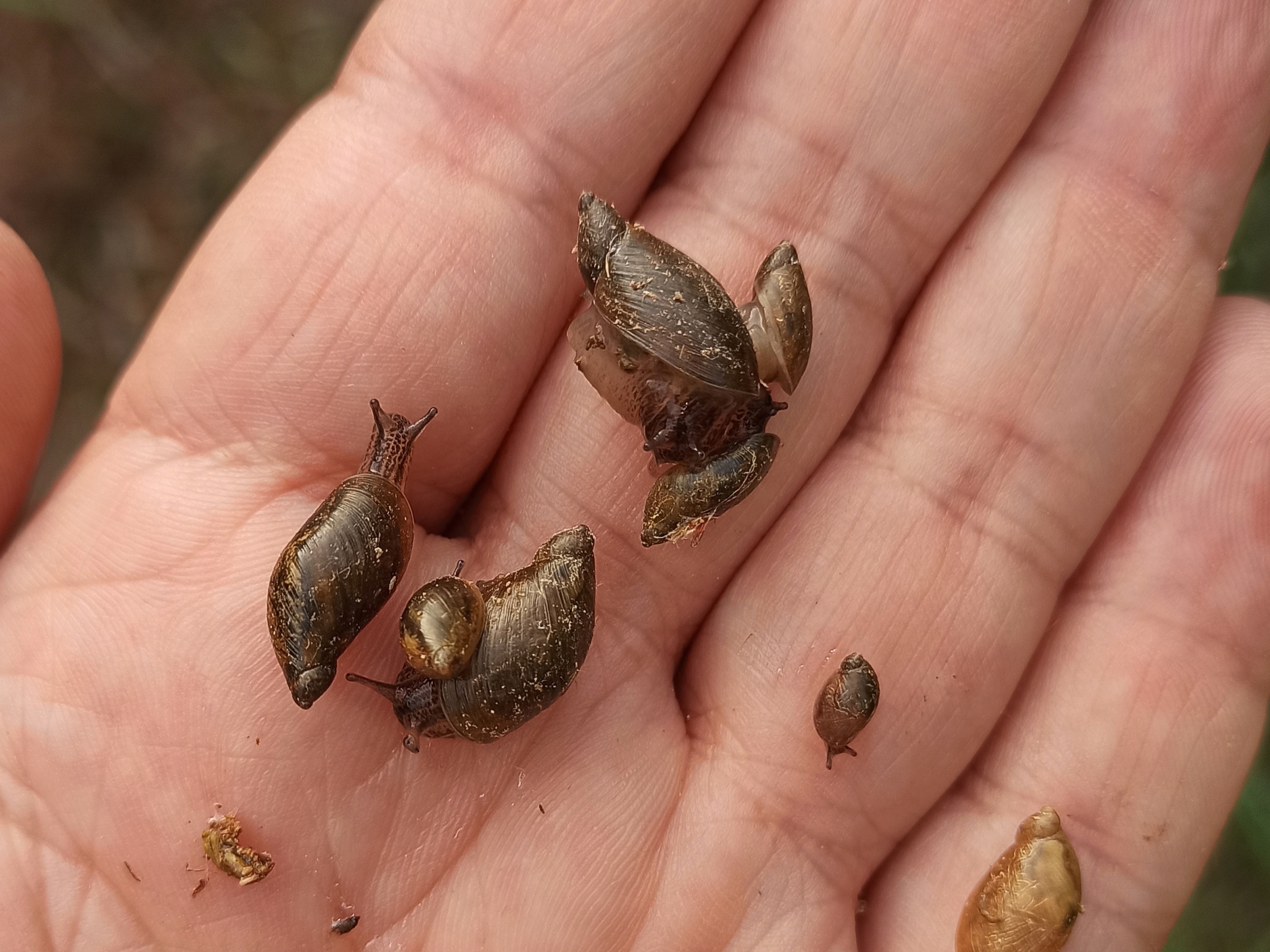 Oxyloma elegans (Risso, 1826)