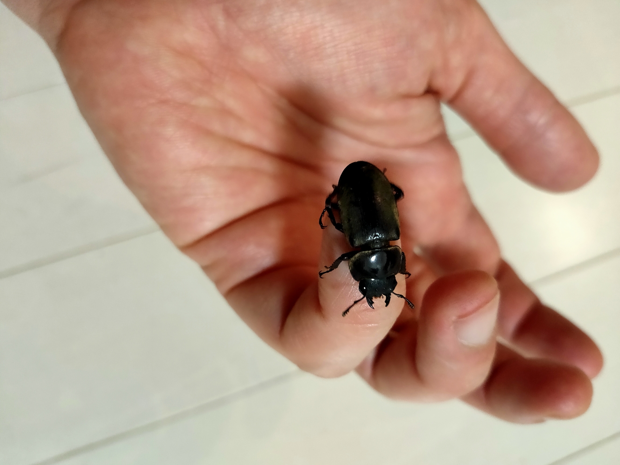 Dorcus rectus rectus