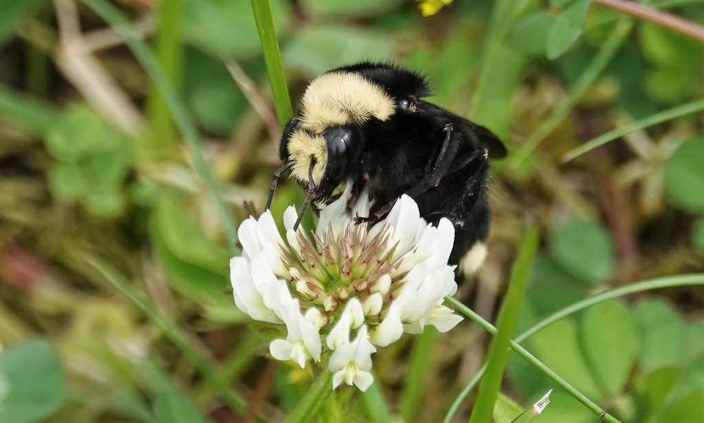 Yellow-faced Bumble Bee from Nanaimo, BC, Canada on June 07, 2022 at 03 ...