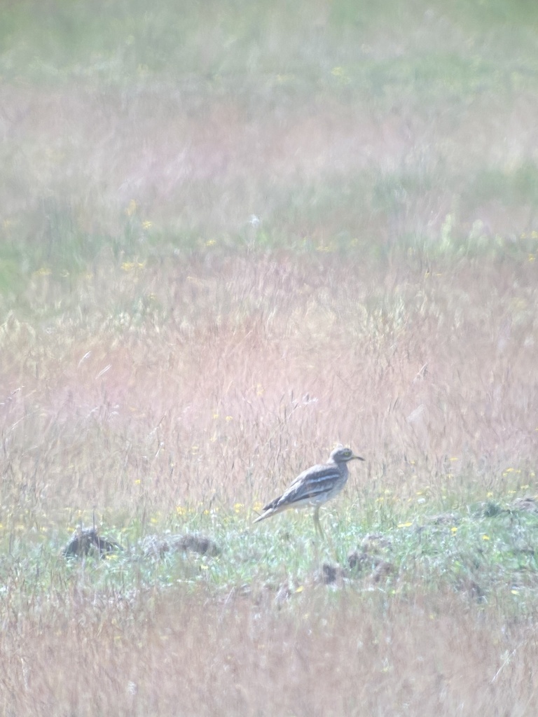 Eurasian Stone-curlew from Weeting Heath National Nature Reserve ...