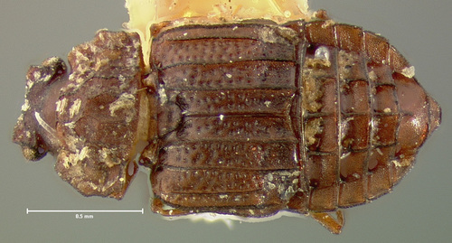 Micropeplus punctatus · iNaturalist