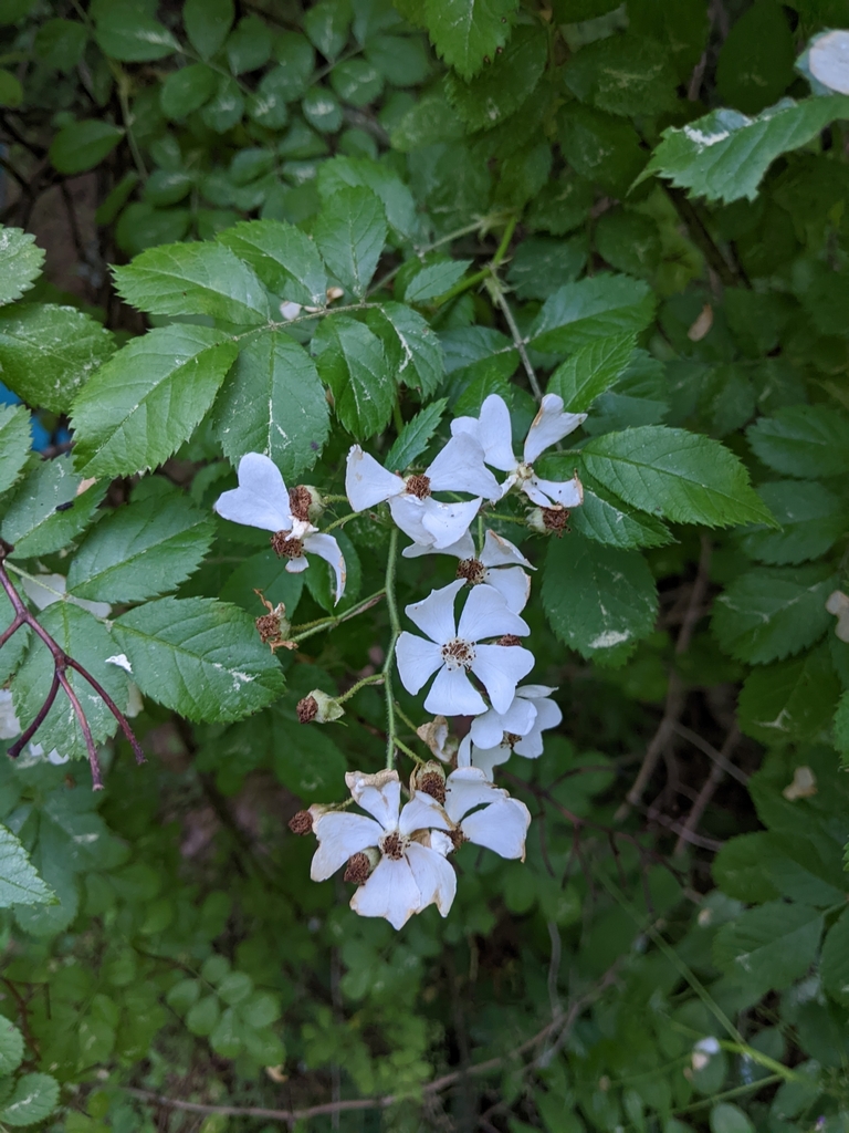 multiflora rose from Salem, NY, USA on June 15, 2022 at 08:03 PM by ...