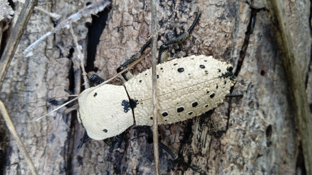 Zopherus chilensis from Santa María Huatulco, Oax., Mexico on June 13 ...