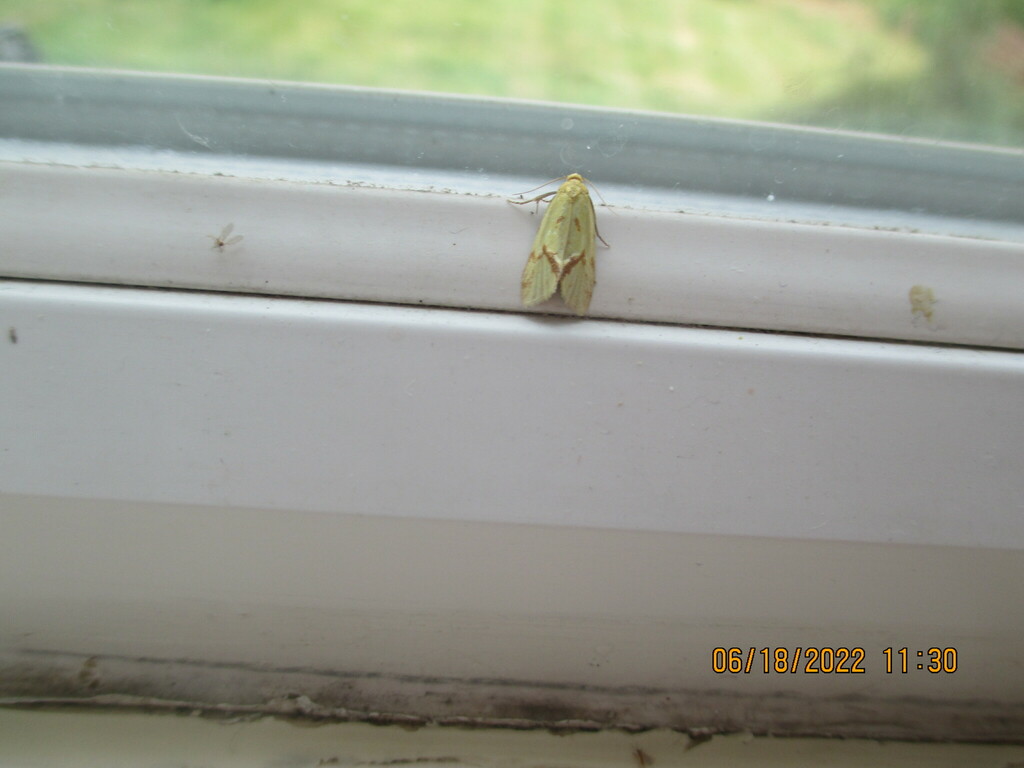 Common Yellow Conch from north Waltham, Hampshire, UK on June 18, 2022 ...