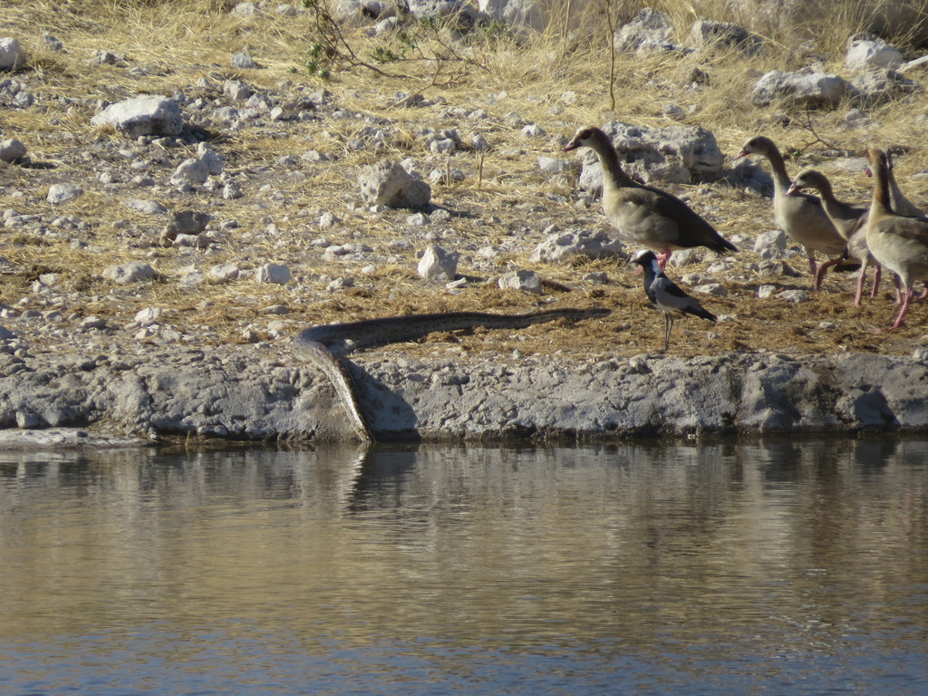 Southern African Python from Oshikoto Region, Namibia on June 4, 2022 ...