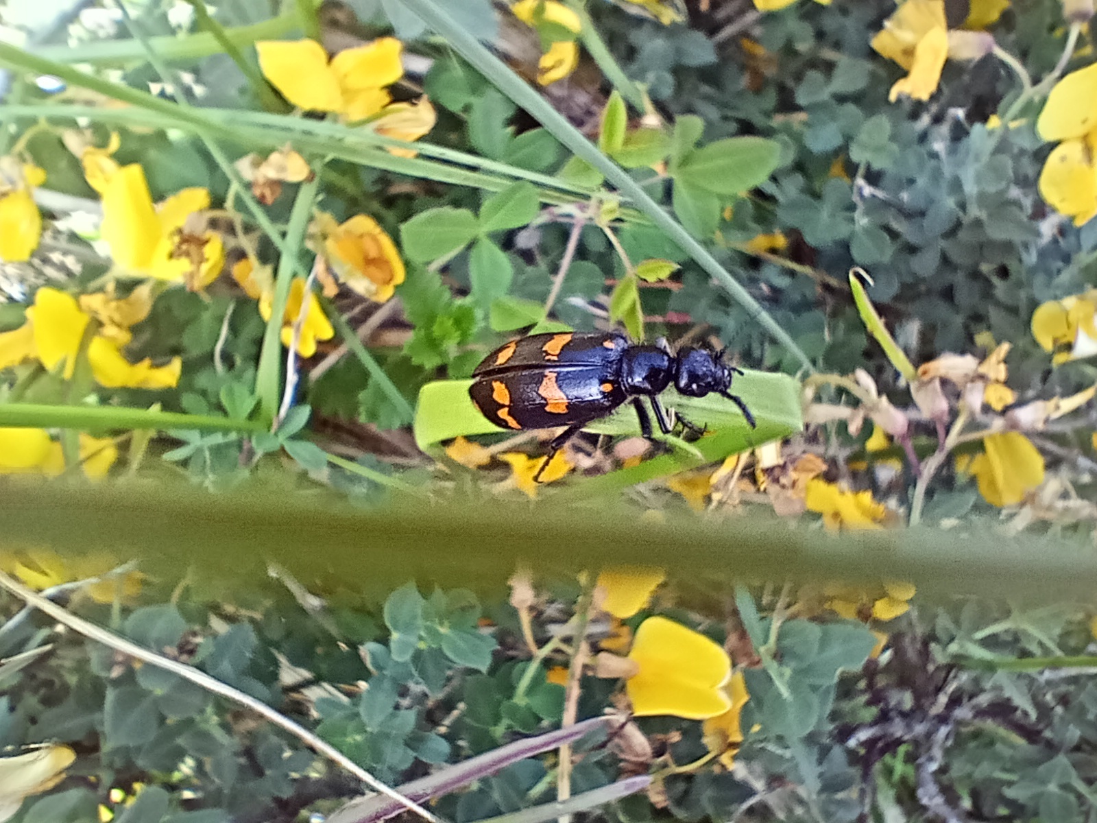 Hycleus polymorphus (Pallas, 1771)