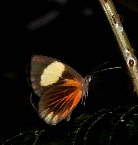 Setabis epitus from Brazil - MT - Alta Floresta - Cristalino Lodge on ...