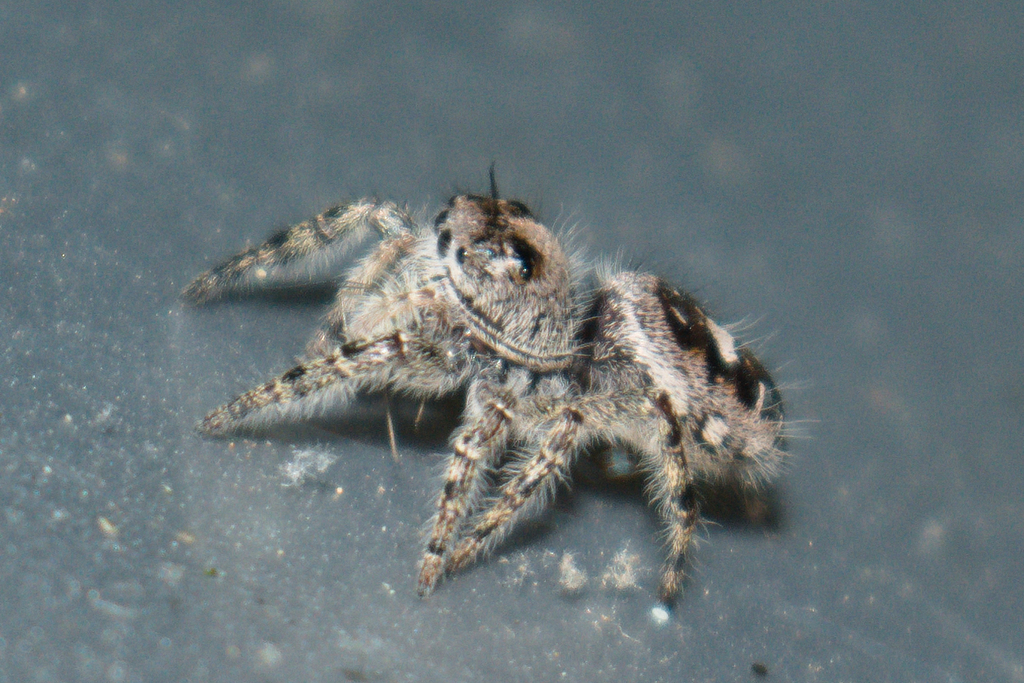 Putnam's Jumping Spider from Beltsville, MD, USA on June 19, 2022 at 10 ...