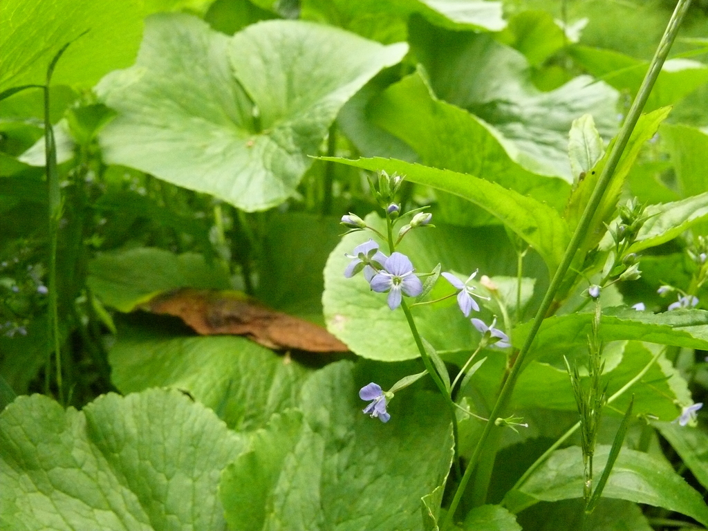 American brooklime (Plants of Cherry Creek State Park) · iNaturalist